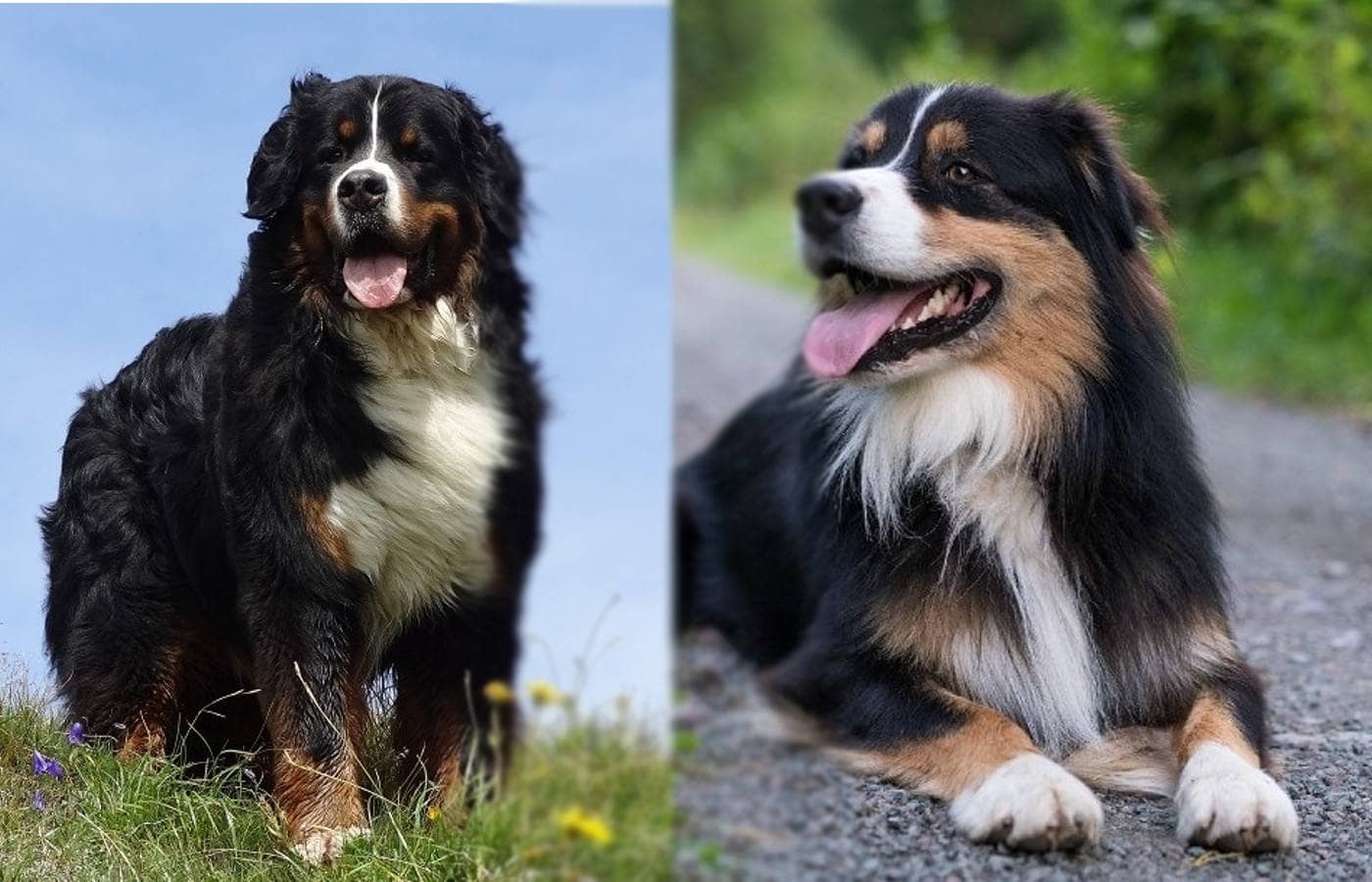 Bernese Mountain Dog Australian Shepherd Mix: Pictures, Temperament ...