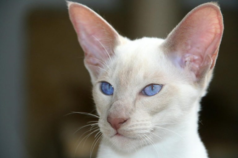 Do All Cats Have Eyelashes? Vet Approved Facts & FAQ | Hepper