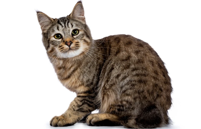 Pixie Bob Size Comparison