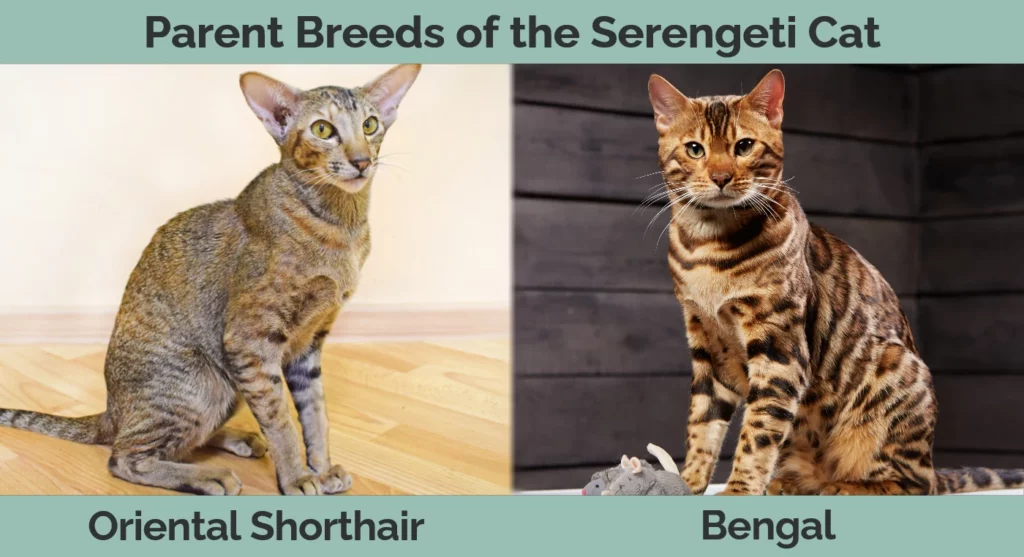 Serengeti Cat Serengeti Cat Origin | Breed Profile And Facts