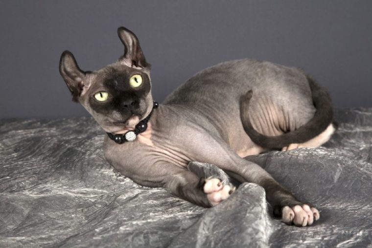 8 Hairless Cat Breeds: Bald & Beautiful (with Info & Pictures) | Hepper