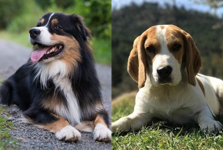 Australian Shepherd Beagle Mix Info: Pictures, Temperament & Traits ...