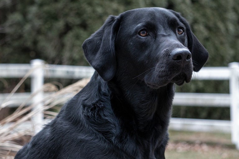 Black Labrador Retriever: Info, Pictures, Traits & History | Hepper