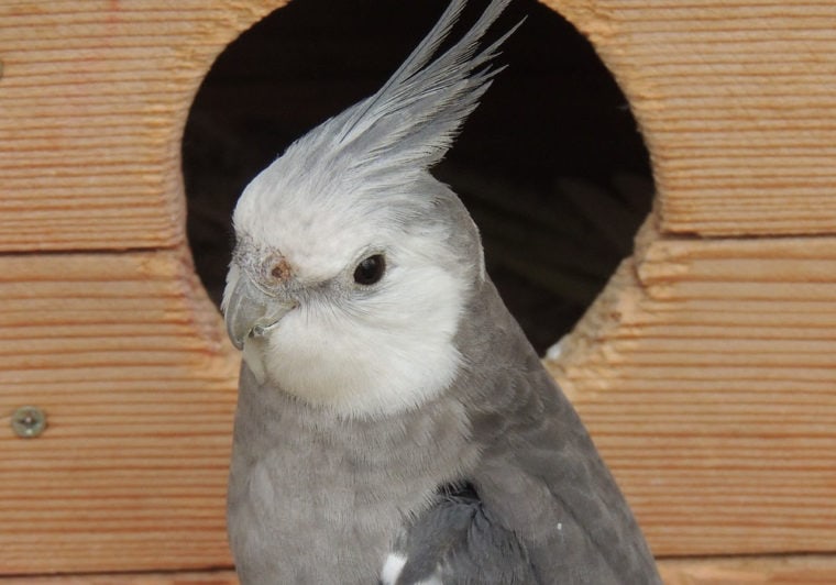 Male vs Female Cockatiel: What’s The Difference? (With Pictures) | Hepper