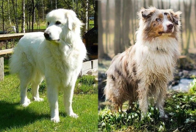 Great Pyrenees Australian Shepherd Mix Pet Breed Info: Pictures ...