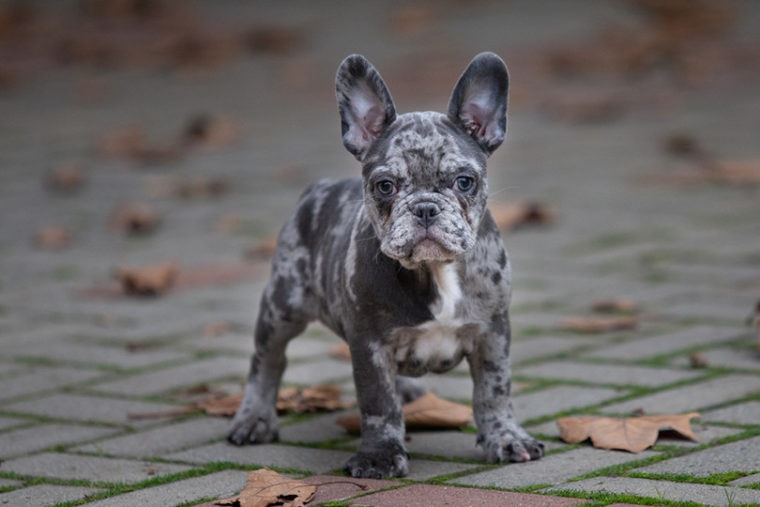 Merle French Bulldog: Pictures, Facts, Origin & History | Hepper