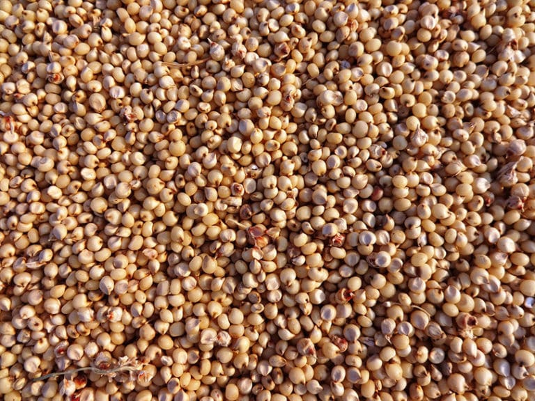 How Do I Add Grain To A Grain Free Dog Food What To Know Hepper how-do-i-add-grain-to-a-grain-free-dog-food-what-to-know-hepper