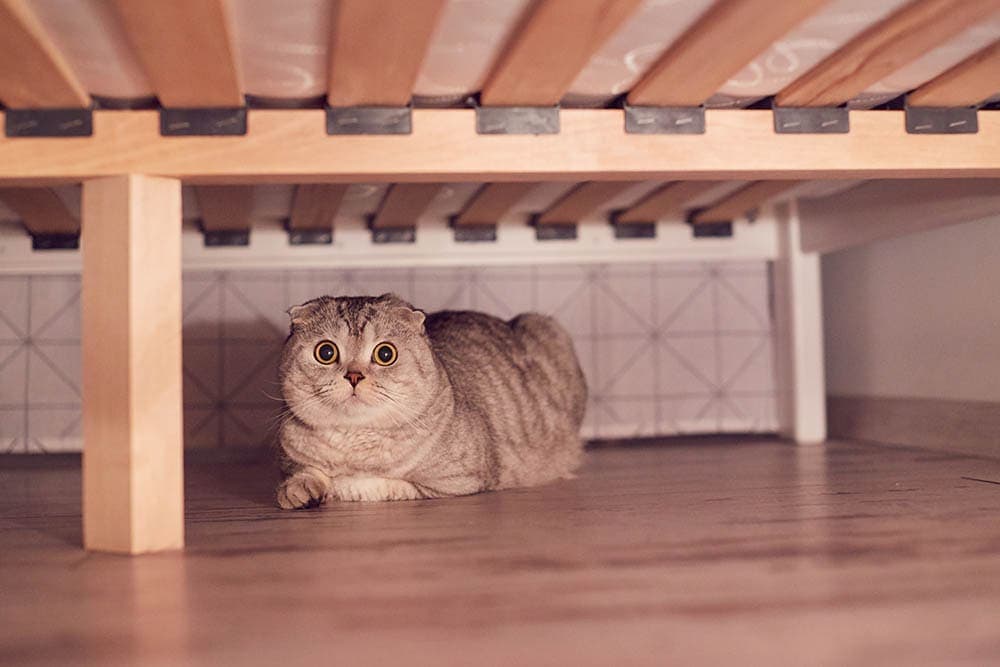 Why Is My Cat Hiding Under The Bed 5 Common Causes And Solutions Hepper