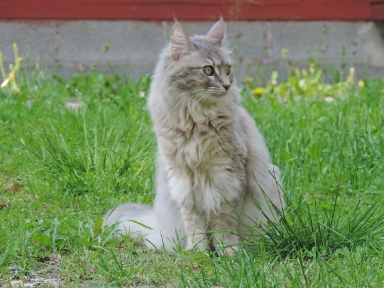 15 Beautiful Turkish Angora Colors & Patterns (With Pictures) | Hepper
