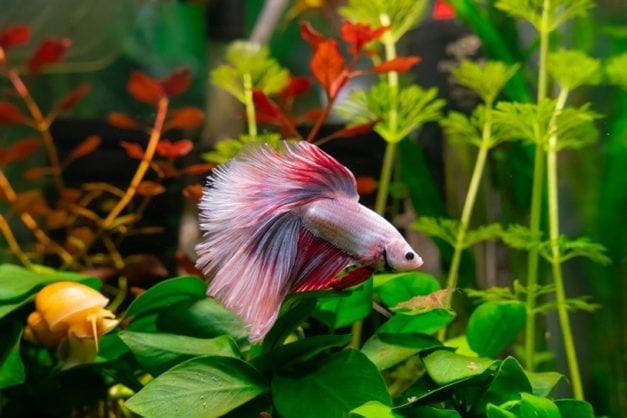 Blue Betta Fish: Care Guide, Pictures, Lifespan & More | Hepper