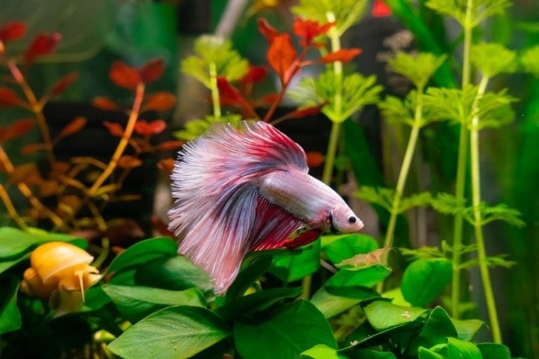 10 DIY Betta Fish Tank Set Up Ideas You Can Create Today (With Pictures ...