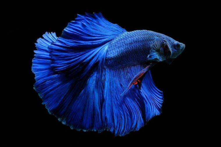 Blue Betta Fish: Care Guide, Pictures, Lifespan & More | Hepper