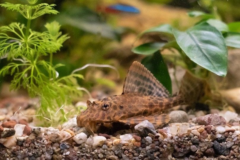 Plecostomus: Care Guide, Varieties & Feeding (With Pictures) | Hepper