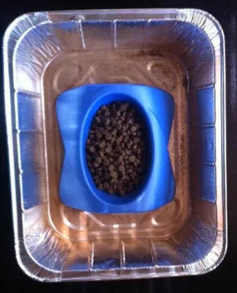 How To Keep Ants Out Of Dog Bowl Outside