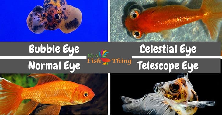 Goldfish Types And Colors