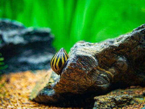 10 Types of Freshwater Aquarium Snails (With Info & Pictures) | Hepper