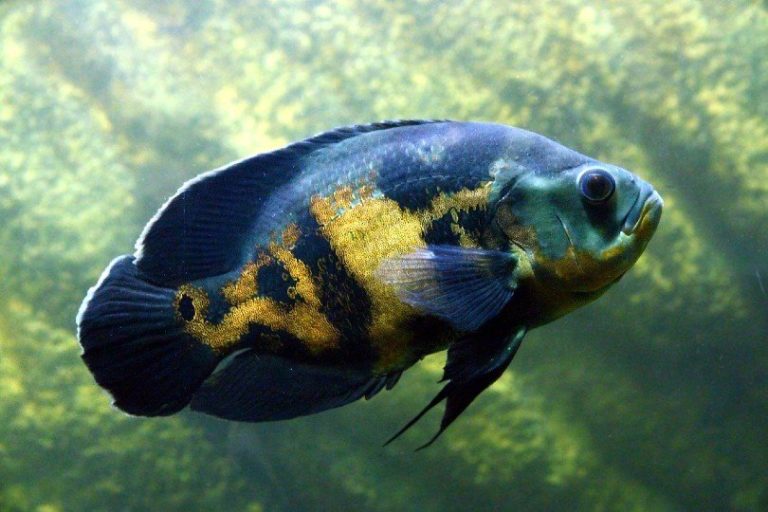 Oscar Fish: Vet-Approved Pictures, Size, Care, Tank Setup, & More | Hepper