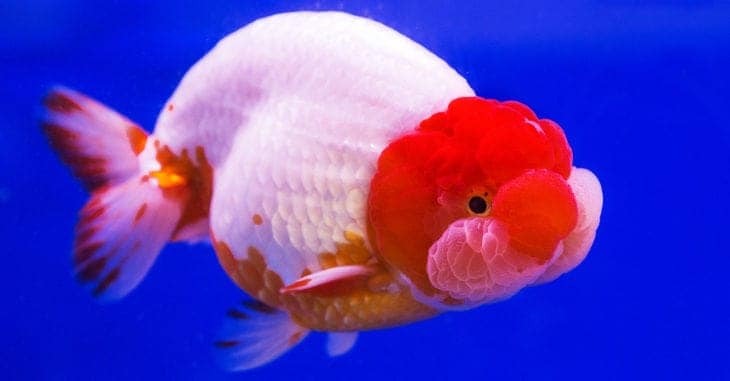 Types Of Fat Goldfish