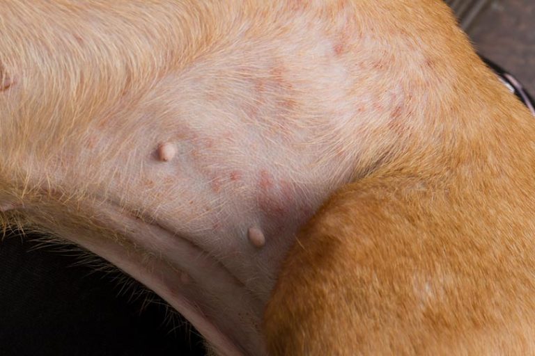 Why Are There Lumps & Bumps On My Dog’s Skin? (Vet Answer) | Hepper