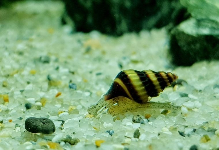 10 Types of Freshwater Aquarium Snails (With Info & Pictures) | Hepper
