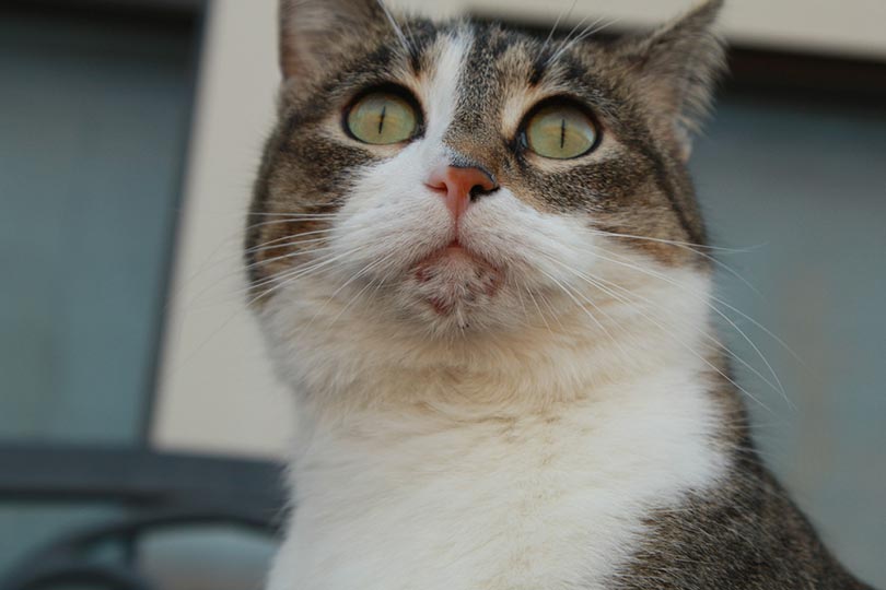 Why Are There Scabs On My Cat 7 Vet Reviewed Common Causes Hepper Why Are There Scabs On My Cat 7 Vet Reviewed Common Causes Hepper
