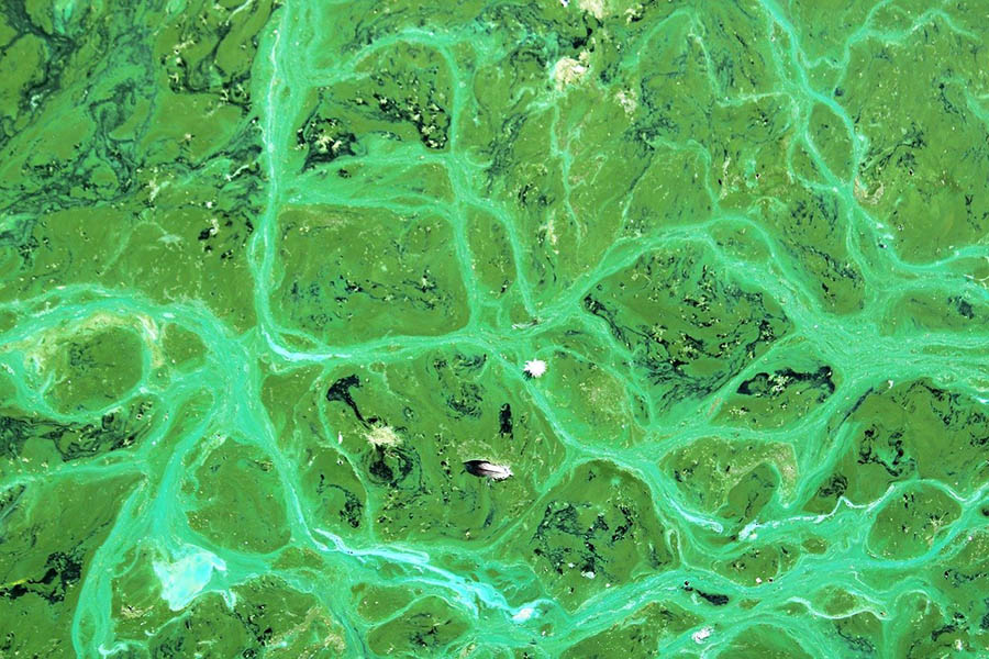 Types Of Pond Algae