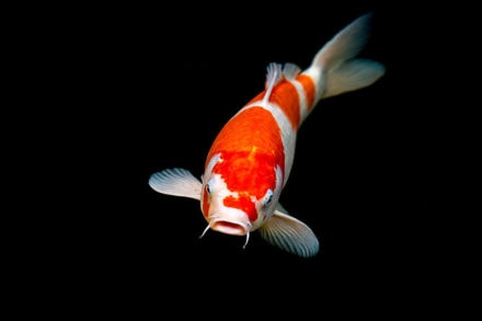 5 Rarest Koi Fish (With Pictures) | Hepper
