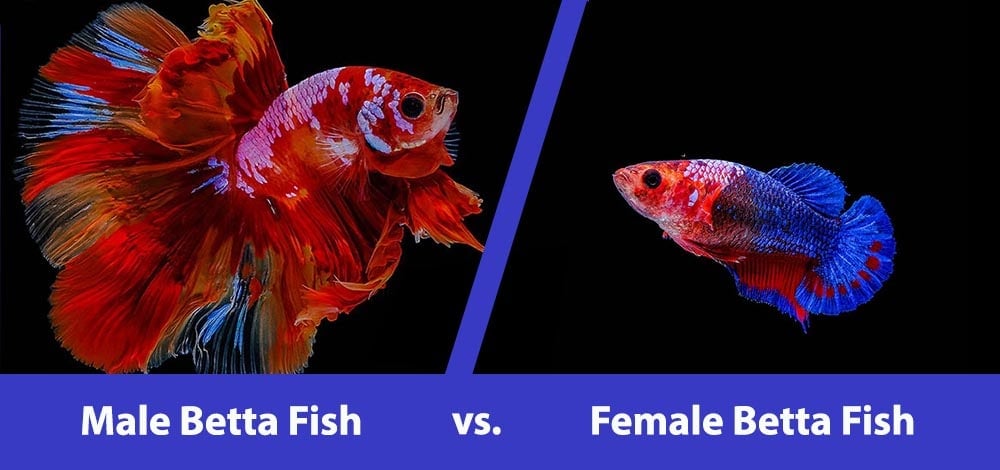 Male vs Female Betta Fish: What’s The Difference (With Pictures) | Hepper Male vs Female Betta Fish: What’s The Difference (With Pictures) | Hepper