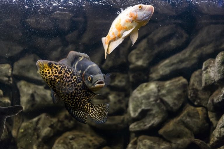 Oscar Fish: Vet-Approved Pictures, Size, Care, Tank Setup, & More | Hepper