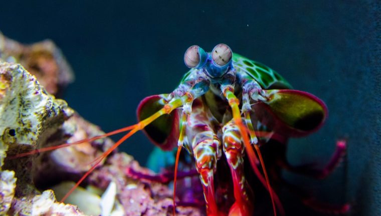 Mantis Shrimp Pet in Your Aquarium: Vet-Approved Compatibility Facts ...