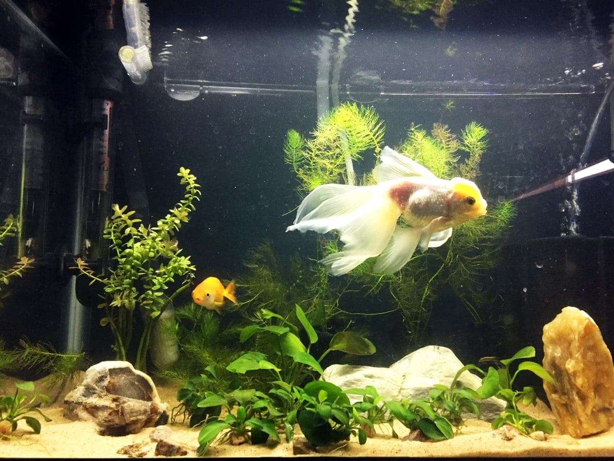 Planted Goldfish Aquarium