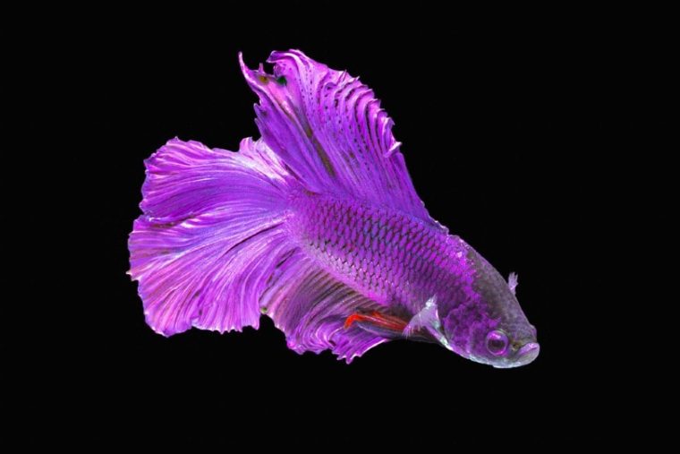 Purple Betta Fish: Care Guide, Pictures, Varieties, & Lifespan | Hepper