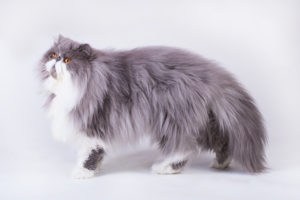 10 Blue Colored Cat Breeds (With Pictures & Info) | Hepper
