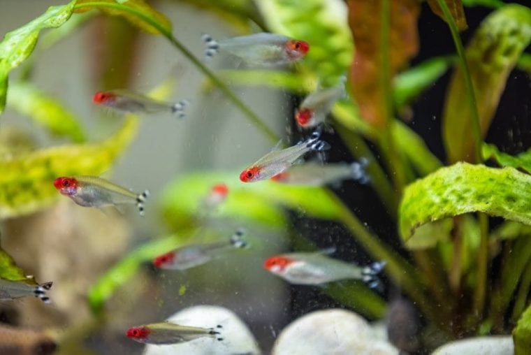 11 Types of Tetra Fish & Breeding Information (With Info & Pictures ...