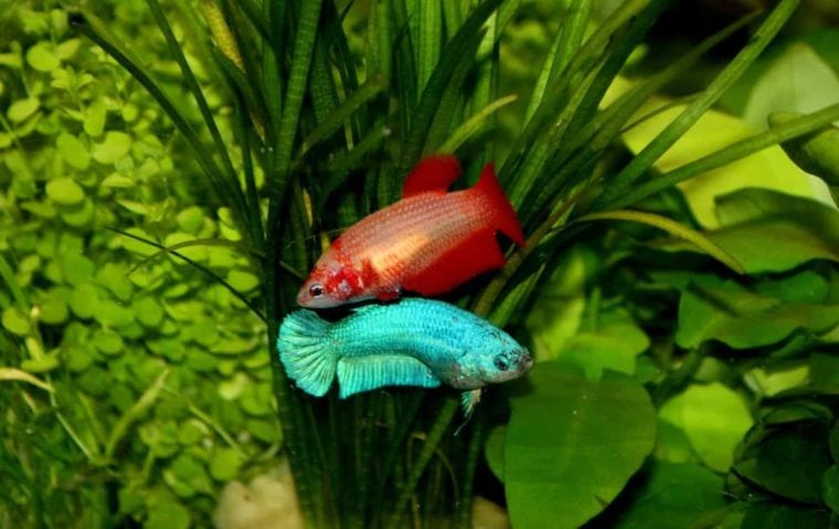 Can Two Male Betta Fish Live Together? Our Vet Explains | Hepper
