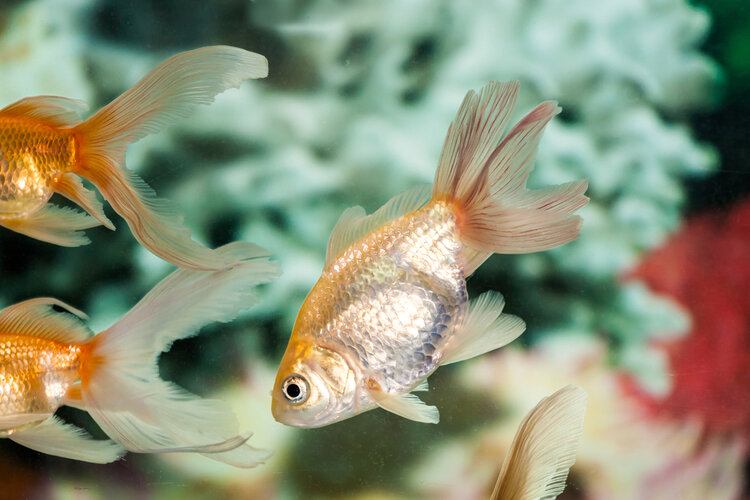 Is Your Goldfish Turning White? 8 Reasons Why & What to Do | Hepper Is Your Goldfish Turning White? 8 Reasons Why & What to Do | Hepper
