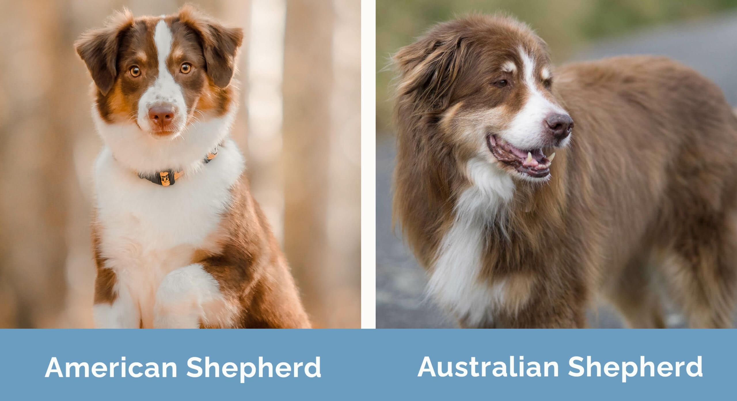 Are American Shepherds And Aussie Shepherds The Same Thing