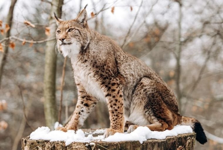 Lynx vs Bobcat: Chúng khác nhau như thế nào? (Có Hình Ảnh) Thế giới ...