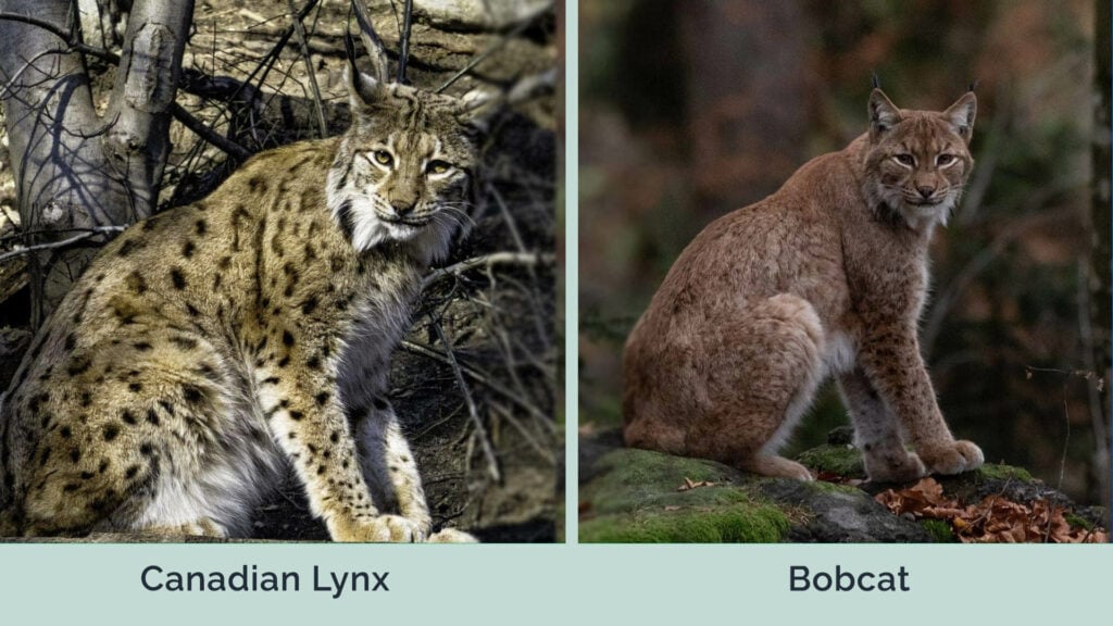 Canadian Lynx vs Bobcat: How Do They Differ? (With Pictures) | Hepper