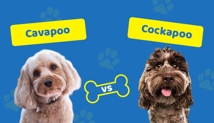 What Is The Difference Between A Cockapoo And A Cavapoo