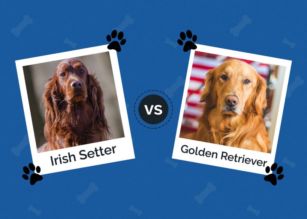 Male Vs Female Irish Setter – Irish Setter Height Chart – CACTPZ