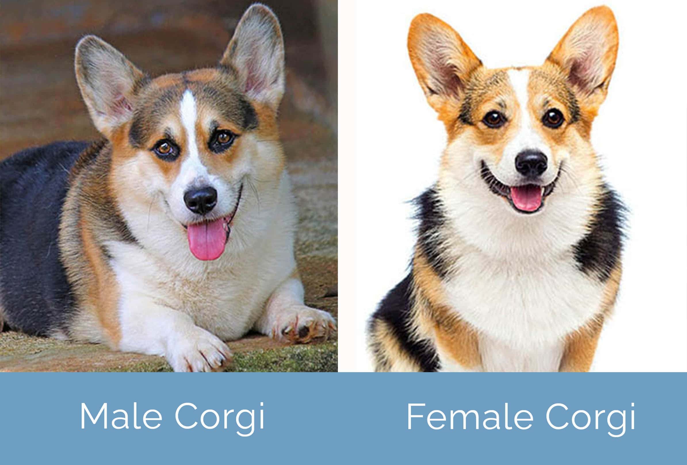 Is A Male Or Female Corgi Better
