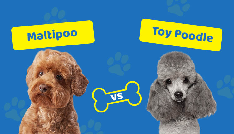 Whats The Difference Between Toy And Miniature Poodle