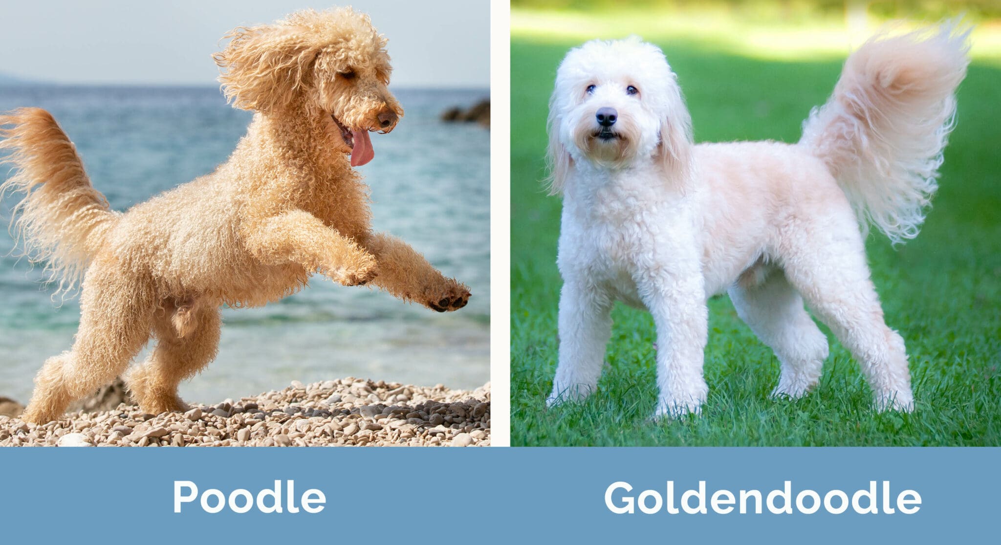 Poodle vs. Goldendoodle: The Key Differences (With Pictures) | Hepper