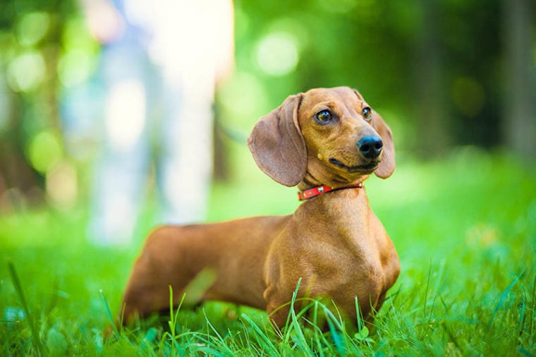 Dachshund vs. Doxin Vs. Dotson: Key Differences & Facts | Hepper