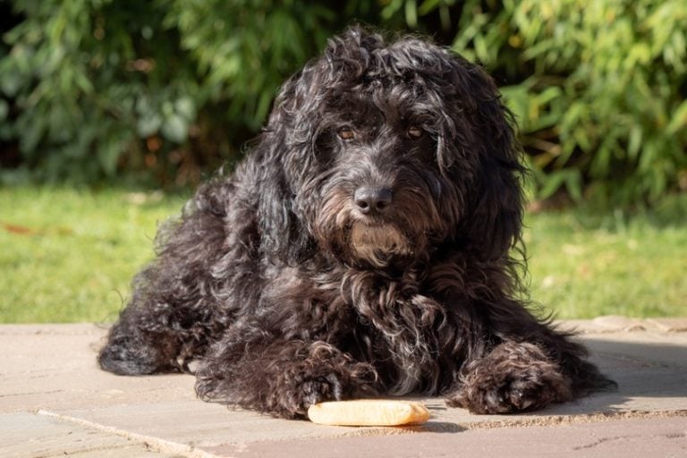 Black Cockapoo: Info, Pictures, Facts & History | Hepper