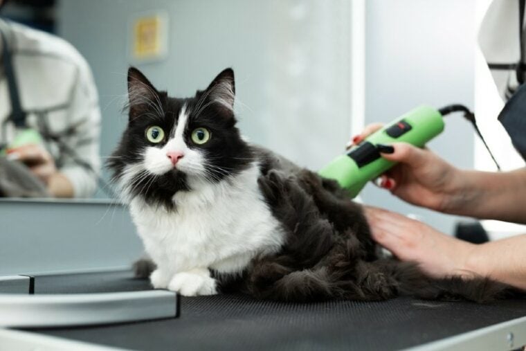 How to Treat Sebaceous Cysts on Cats: Our Vet Answers (With Infographic ...