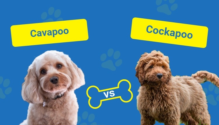 Is A Cavapoo Or Cockapoo Bigger