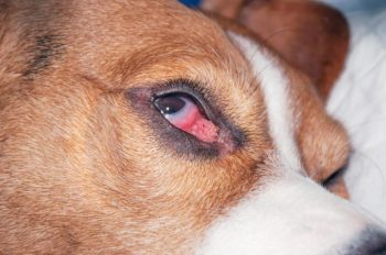 Bump on a Dog’s Eye: Causes, Signs & Care (Vet Answer) | Hepper