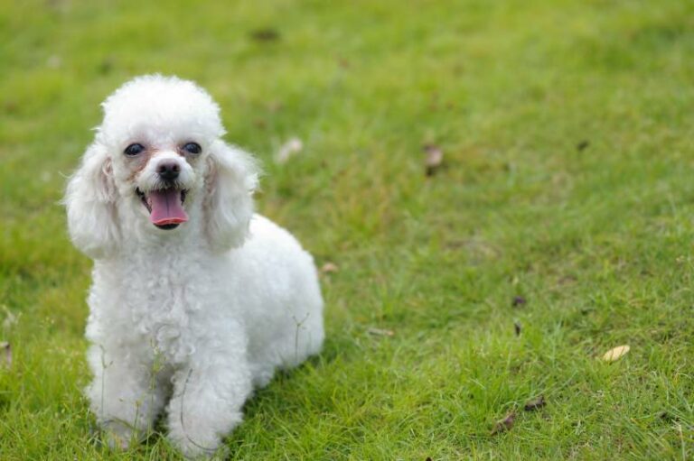 White Toy Poodle: Facts, Origin & History (with Pictures) | Hepper